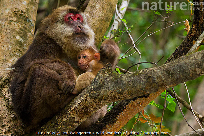 Stock photo of Tibetan macaque (Macaca thibetana) female with infant ...