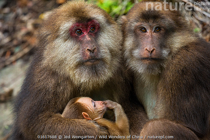 Stock photo of Tibetan macaques (Macaca thibetana) with baby, Tangjiahe ...