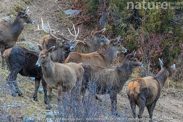 Stock photo of Herd of White-lipped deer (Cervus albirostris) one male ...