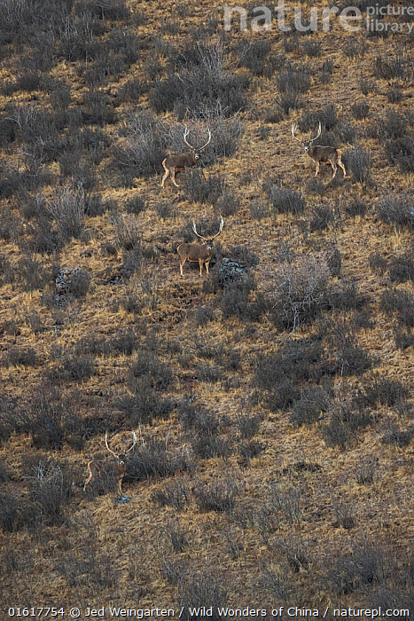 Stock photo of White-lipped deer (Cervus albirostris) in mountain ...