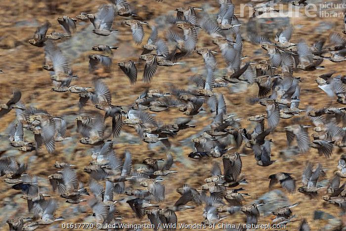 Stock photo of Mixed flock of Mountain finches including Brandt's ...