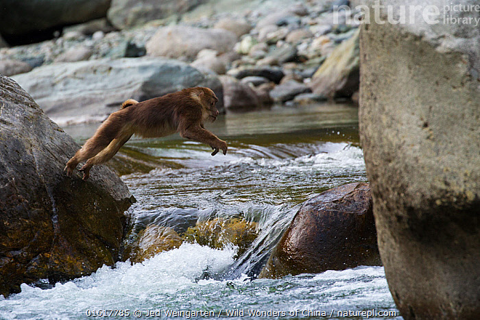 Stock photo of Tibetan macaque (Macaca thibetana) jumping across a ...