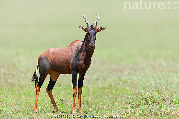 Stock photo of Topi (Damaliscus korrigum) in the grasslands of the ...