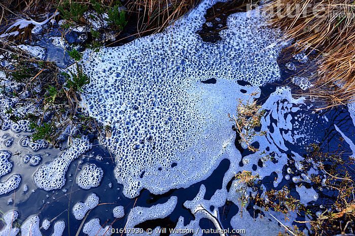 Stock photo of Naturally occurring foam in a mountain stream after ...