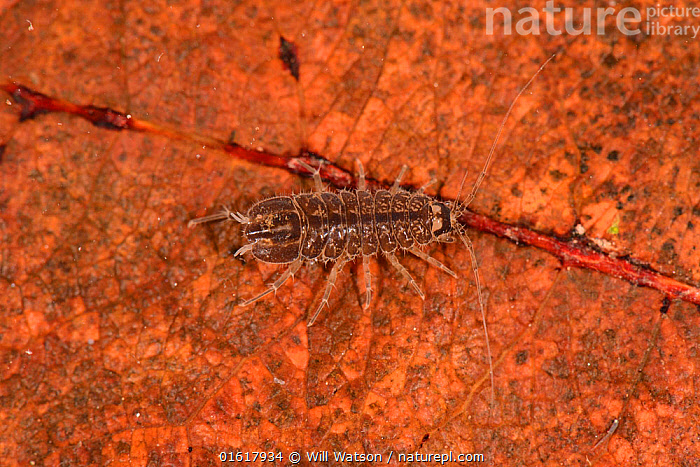 Stock photo of Water Hog-louse or Water Slater (Asellus aquaticus) with ...