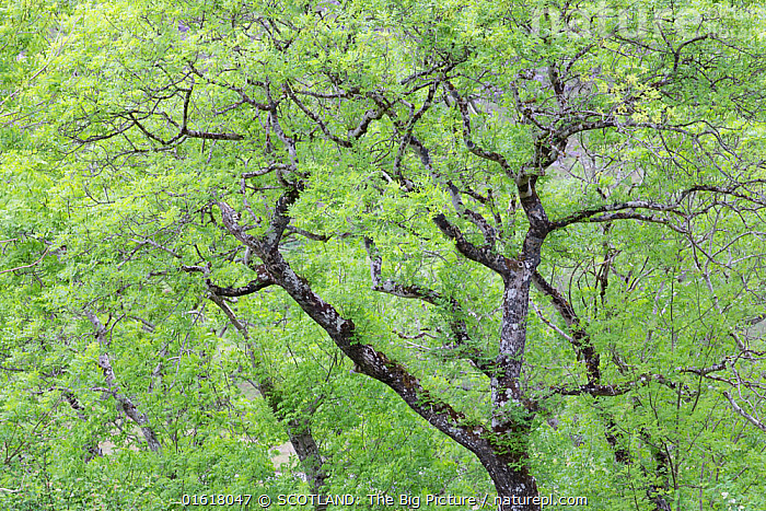 Stock photo of Ancient Ash (Fraxinus excelsior) woodland in spring ...