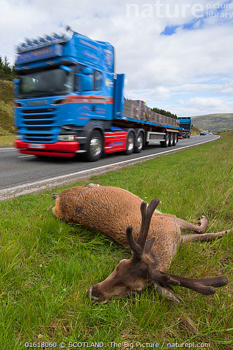 Stock photo of Red deer (Cervus elaphus) stag, dead on side of A9 road ...