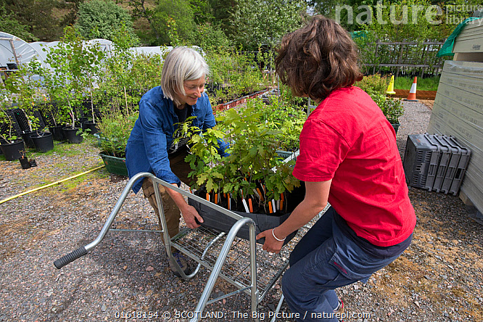 Stock photo of Volunteers working in Trees for Life's native tree ...