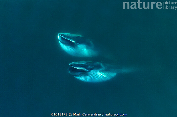 Stock photo of Aerial view Fin whales (Balaenoptera physalus) lunge ...