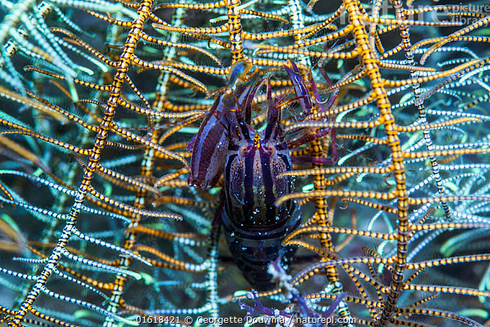 Stock photo of Striped snapping shrimp (Synalpheus striatus ...