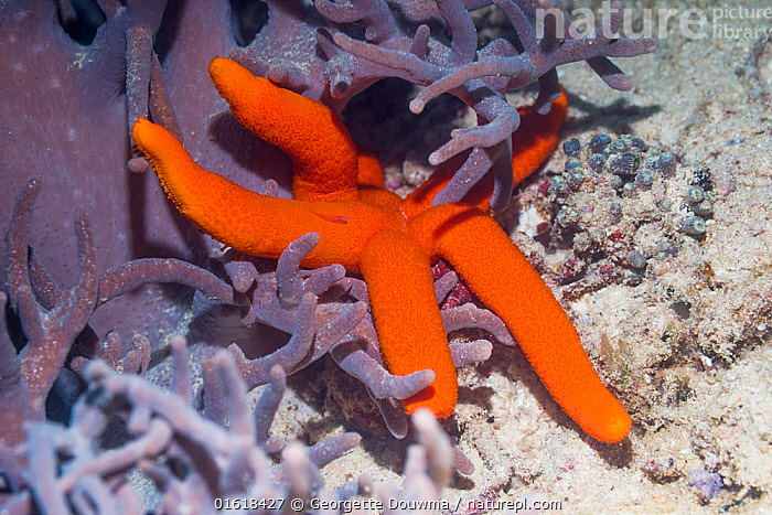 Stock photo of Luzon starfish (Echinaster luzonicus) lying on leather ...
