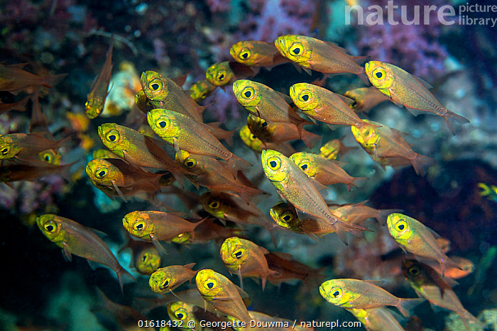 Stock photo of Pygmy sweepers (Parapriacanthus ransonetti). West Papua ...
