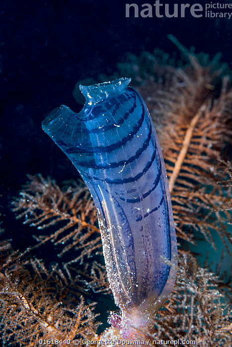 Stock photo of Blue club Tunicate (Rhopalaea circula). West Papua ...