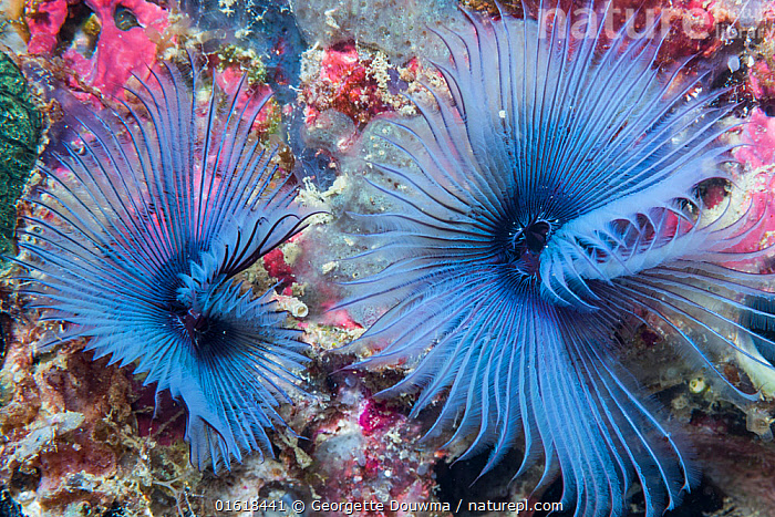 Stock photo of Fan worm (Sabella sp) West Papua, Indonesia. Indo-West ...