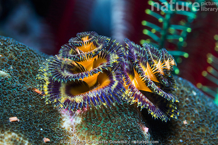 Stock photo of Christmas tree worm (Spirobranchus sp). West Papua ...