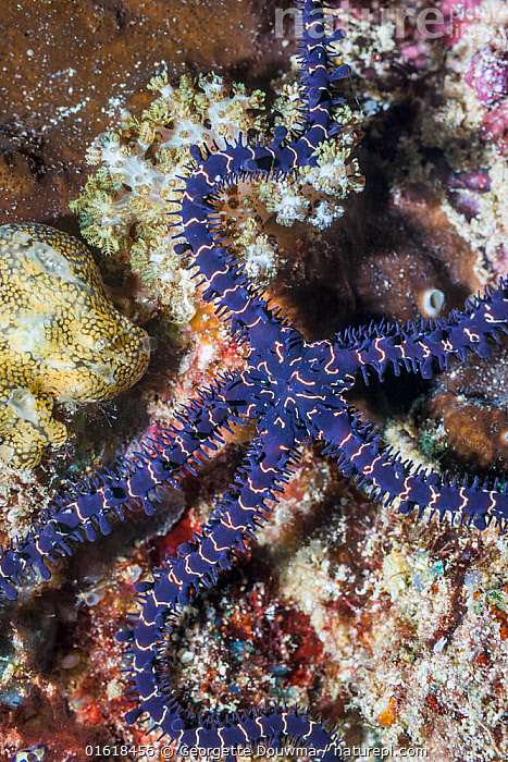 Stock photo of Black brittlestar / Variable brittlestar (Ophiomastix ...