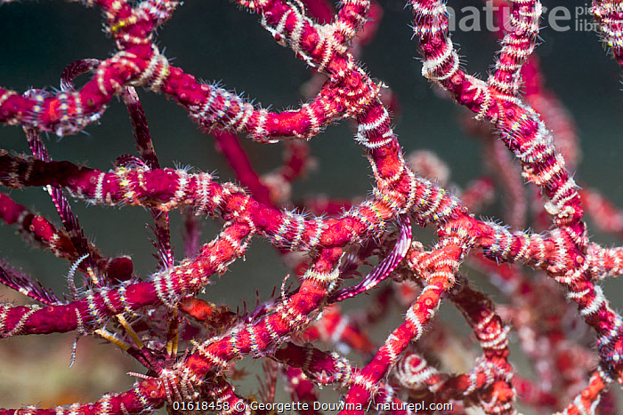 Stock photo of Brittlestars on Gorgonian branches (Ophiopholis species ...