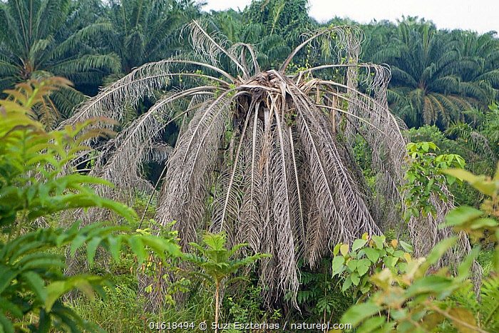 Stock photo of Poisoned palm tree (Arecaceae) as part of a replanting ...