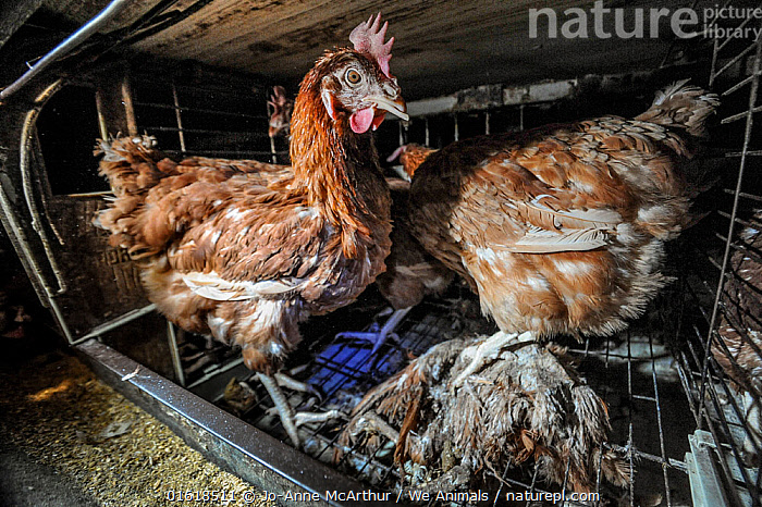 Stock photo of Domestic chicken, laying hens in a battery cage with the ...