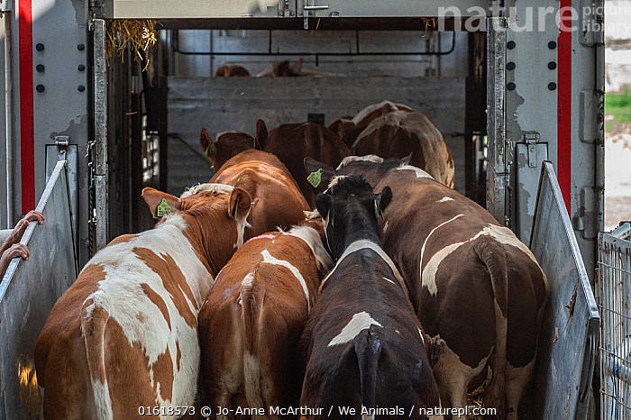 Stock photo of Cattle loaded back onto trucks after stopping at a feed ...