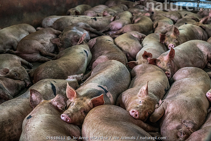 Stock photo of Pigs crowded together at slaughterhouse before slaughter ...