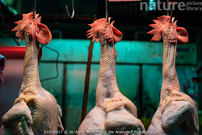 Stock photo of Dead and plucked chickens hang by hooks through their ...