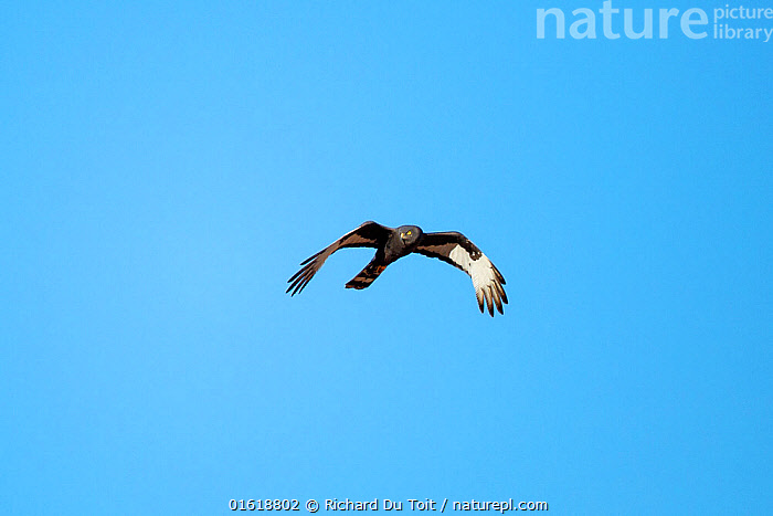 Stock photo of Black harrier (Circus maurus) in flight, Northern Cape ...