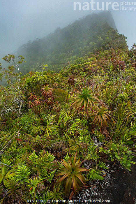 Stock photo of Subalpine vegetation, Mount Panie, New Caledonia ...