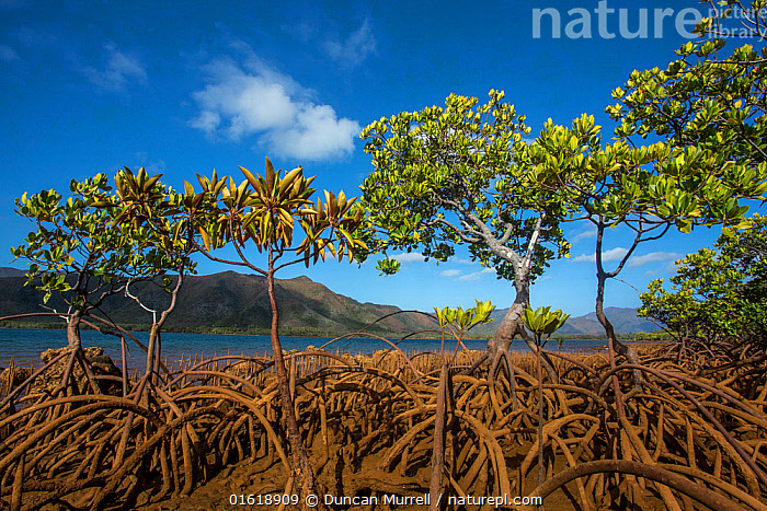 Mangroves Pictures 38 Football Pitches Of New Mangrove Forest In