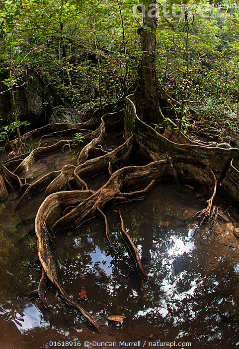 Stock photo of Tree with large buttress roots in a swamp, Puerto ...