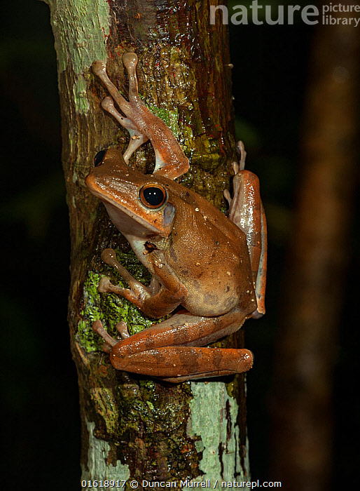 Stock photo of Common Southeast Asia tree frog (Polypedates leucomystax ...