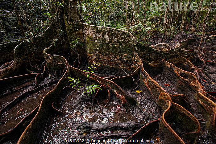 Buttress Roots Tropical Rainforest