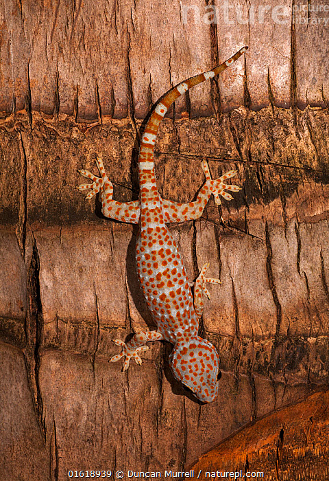 Stock photo of Tokay gecko (Gekko gecko) Palawan, the Philippines ...