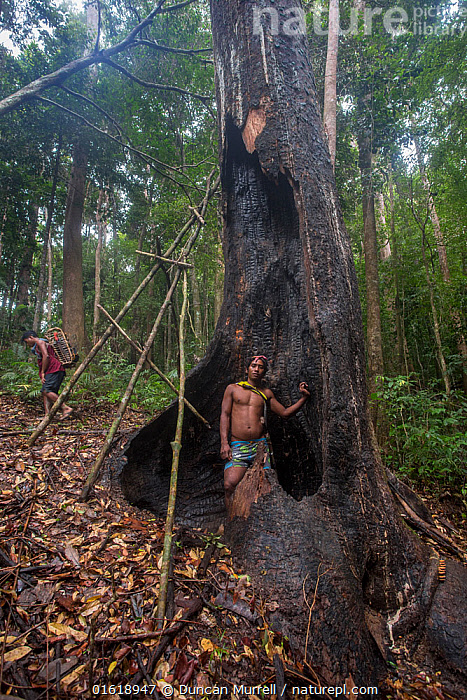 Stock photo of Young Batak man standing next to an Almaciga tree ...