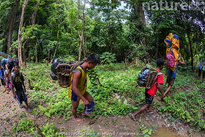 Stock photo of Batak people embarking on Almaciga tree (Agathis ...
