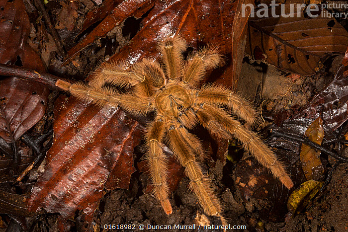 Stock photo of Tarantula (Phormingochilus everetti) on leaf litter in ...