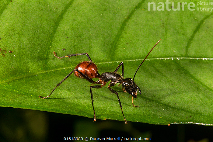 Stock photo of Giant forest ant (Camponotus gigas), Danum Valley ...