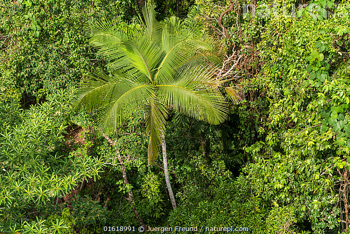 Stock photo of View of the Daintree rainforest canopy from Daintree ...