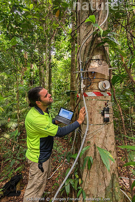 Stock photo of Dr. Alex Cheesman researching changes in phloem flux to ...