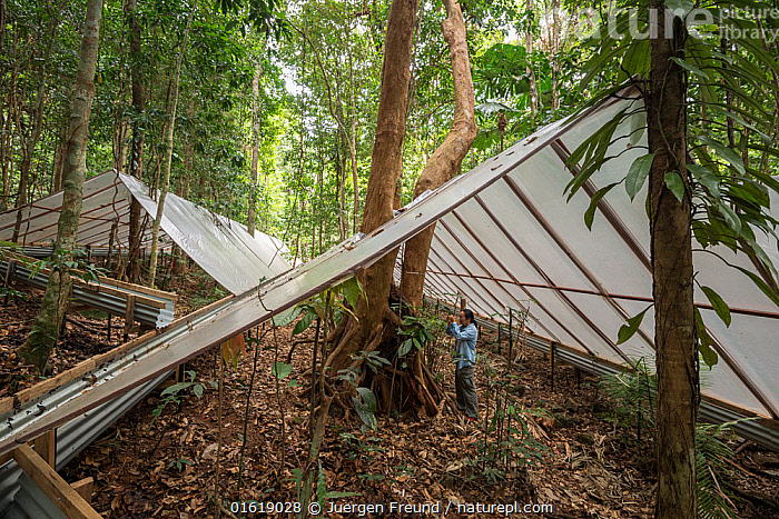 Stock photo of The Daintree Drought Experiment, rainforest plants grown ...