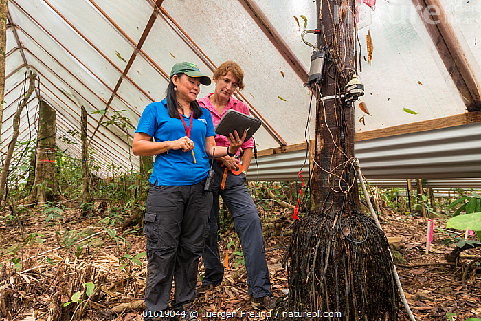 Stock photo of Leader of the Drought Experiment Dr. Susan Laurance and ...