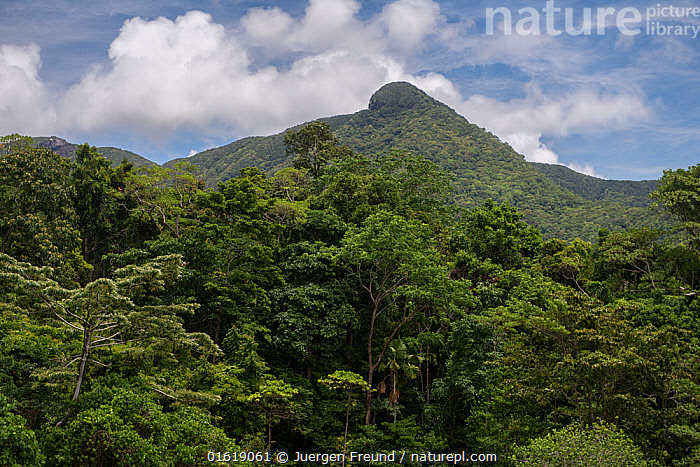 Stock photo of View from Daintree rainforest canopy, Daintree ...