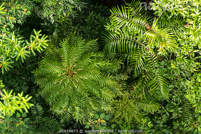 Stock photo of Aerial view of the Daintree rainforest canopy ...