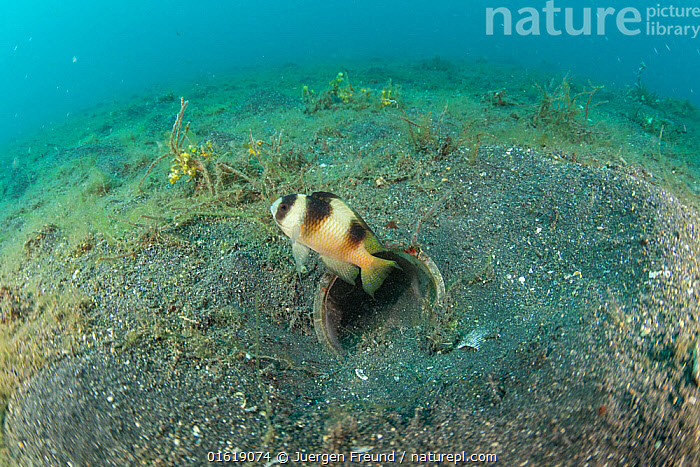 Stock photo of Black Banded Damselfish (Amblypomacentrus breviceps ...