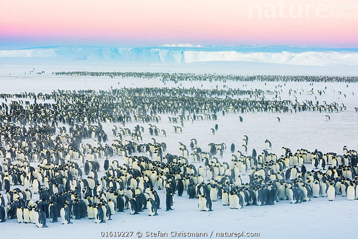 Stock photo of Emperor penguin (Aptenodytes forsteri) breeding colony ...