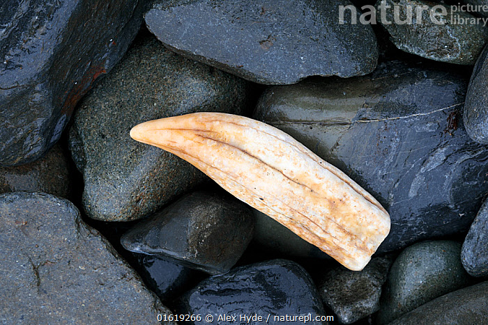 Elephant Seal Teeth Size