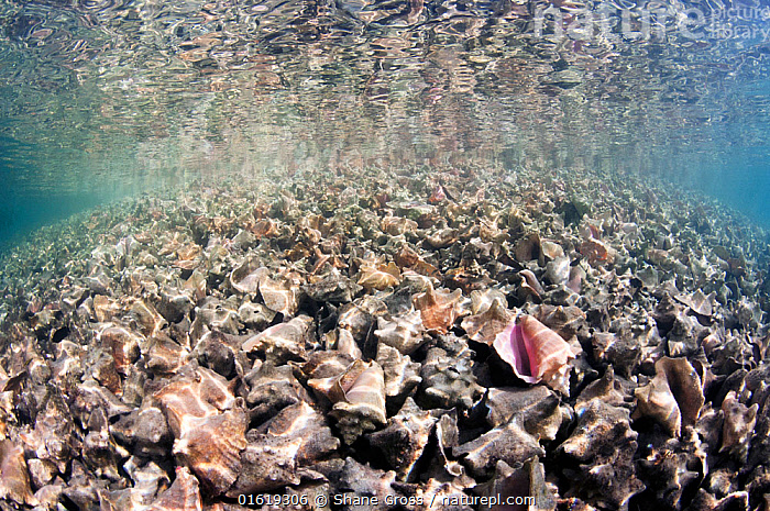 Stock photo of Massive pile of queen conch (Lobatus gigas) shells ...