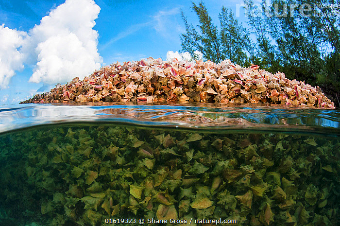 Stock photo of Massive pile of Queen conch (Lobatus gigas) shells ...