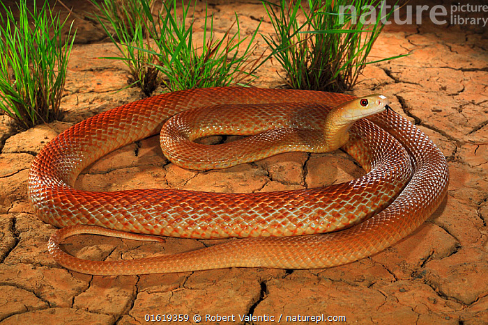 Coastal Taipan