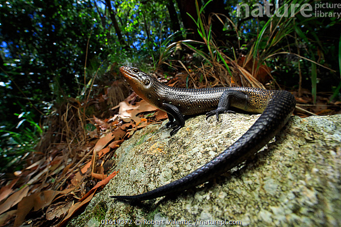 Stock photo of Land Mullet skink (Bellatorias major) basking, Coffs ...
